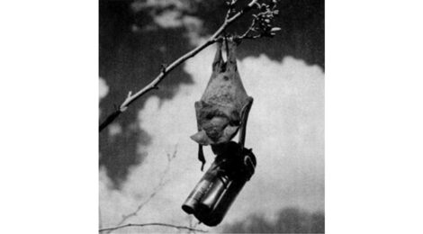 That Time the U.S. Military Almost Used Bats to Firebomb Japan During ...